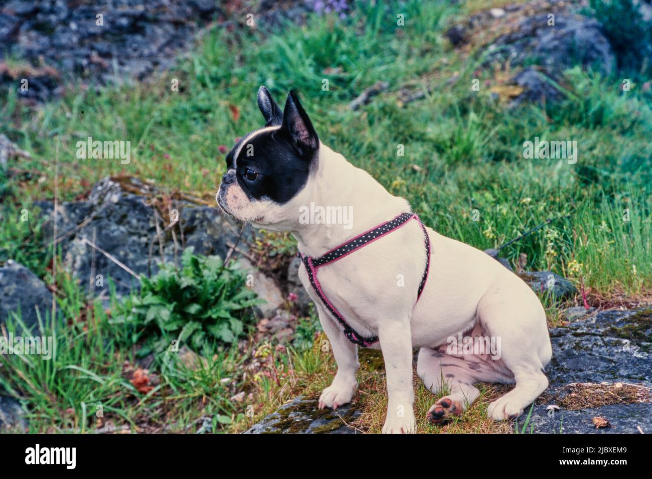 A pied French bulldog sitting in grassy rocky terrain Stock Photo - Alamy