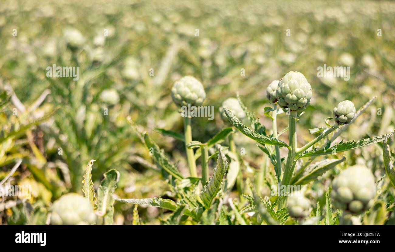 Artichoke scrubs planted on vegetable plantation Stock Photo - Alamy
