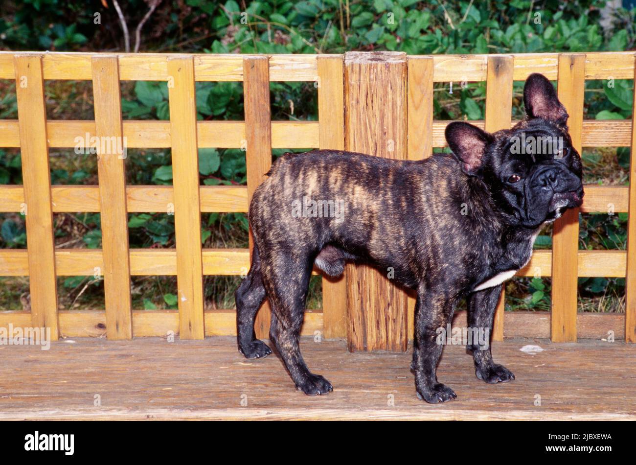 A brindle French bulldog standing in front of a wooden trellis Stock ...
