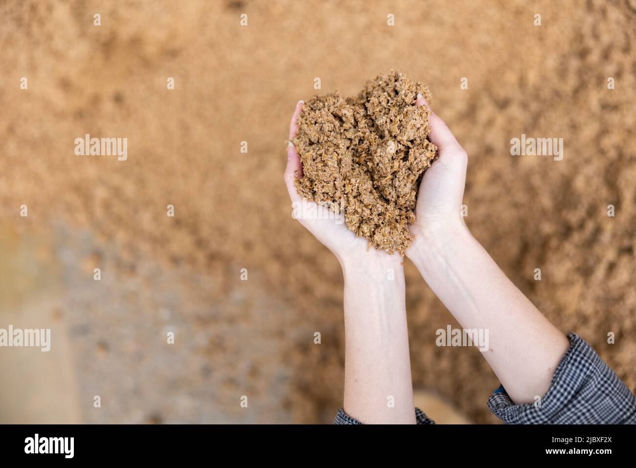Beer bagasse in the hands of farmer close-up Stock Photo - Alamy