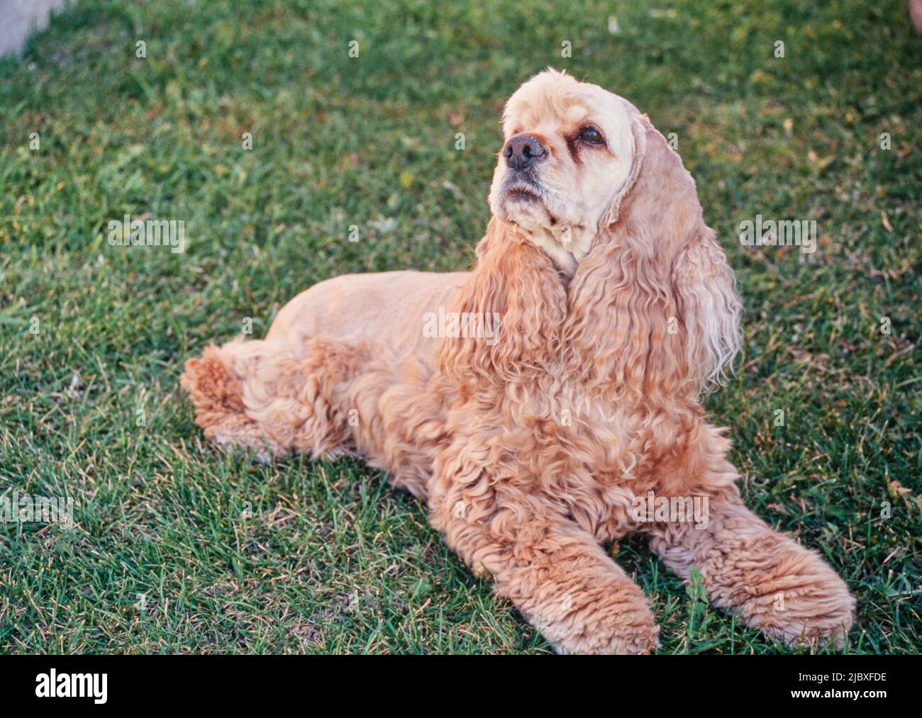 A golden colored American Cocker Spaniel laying in a grass lawn Stock ...