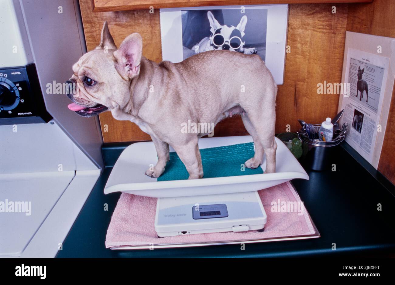 Dog being weighed hi-res stock photography and images - Alamy