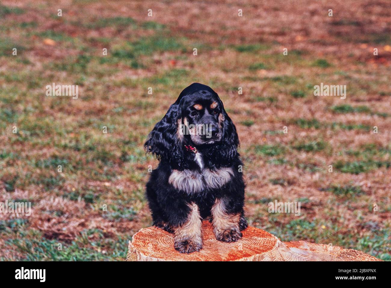 Cocker spaniel sitting on hi-res stock photography and images - Alamy