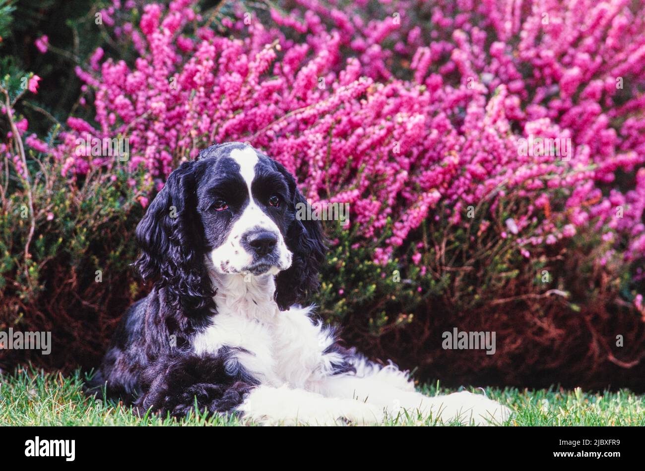 A black and white American Cocker Spaniel laying in a grass lawn with ...