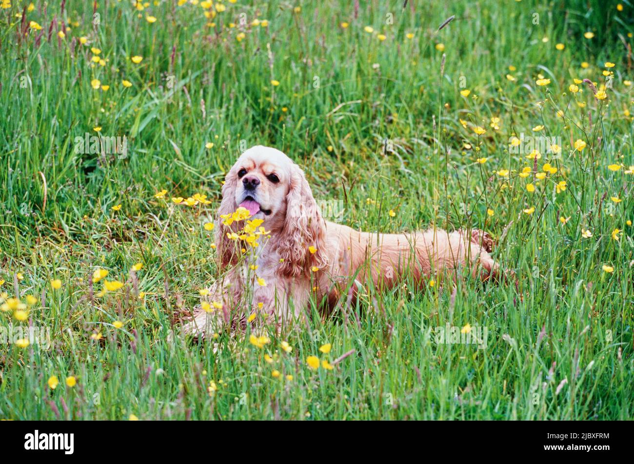 A golden colored American Cocker Spaniel laying in tall grass and ...