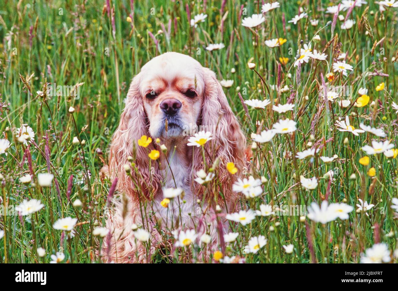 A golden colored American Cocker Spaniel sitting in tall grass and ...