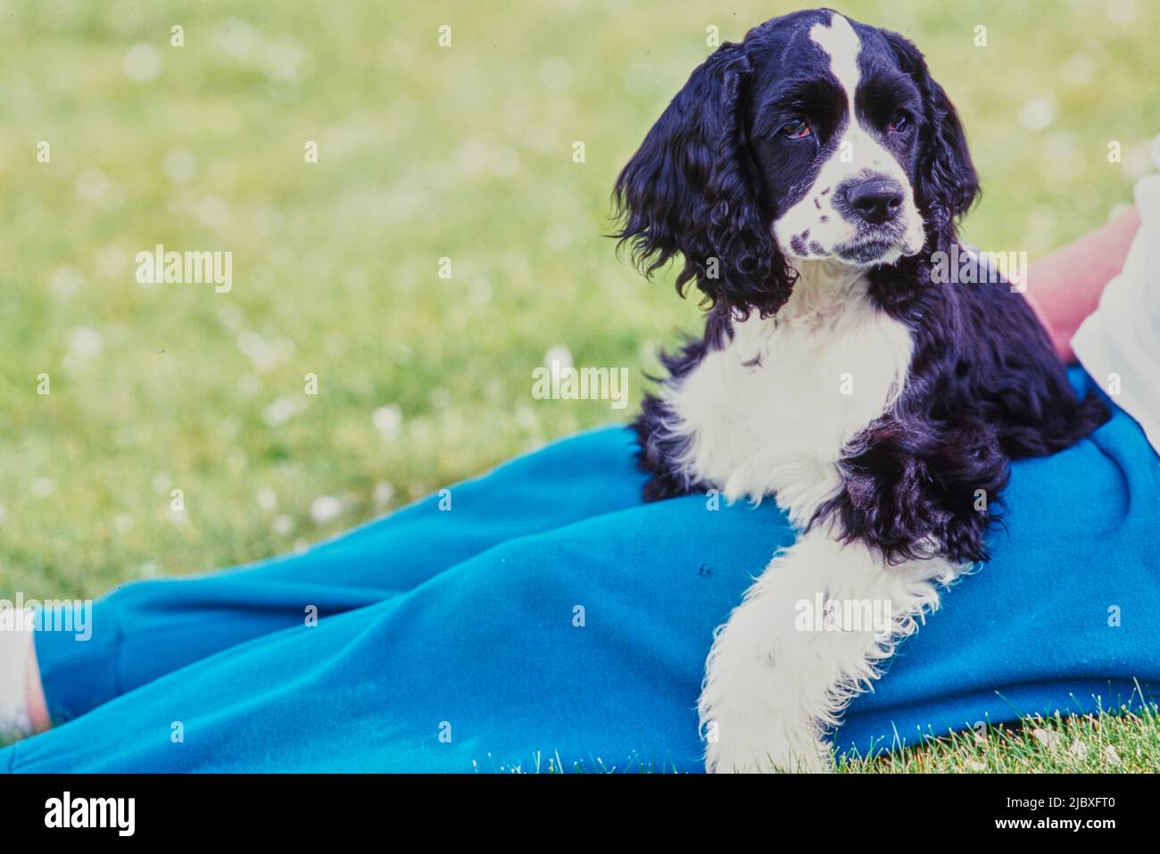 A black and white American Cocker Spaniel laying in someone's lap in ...
