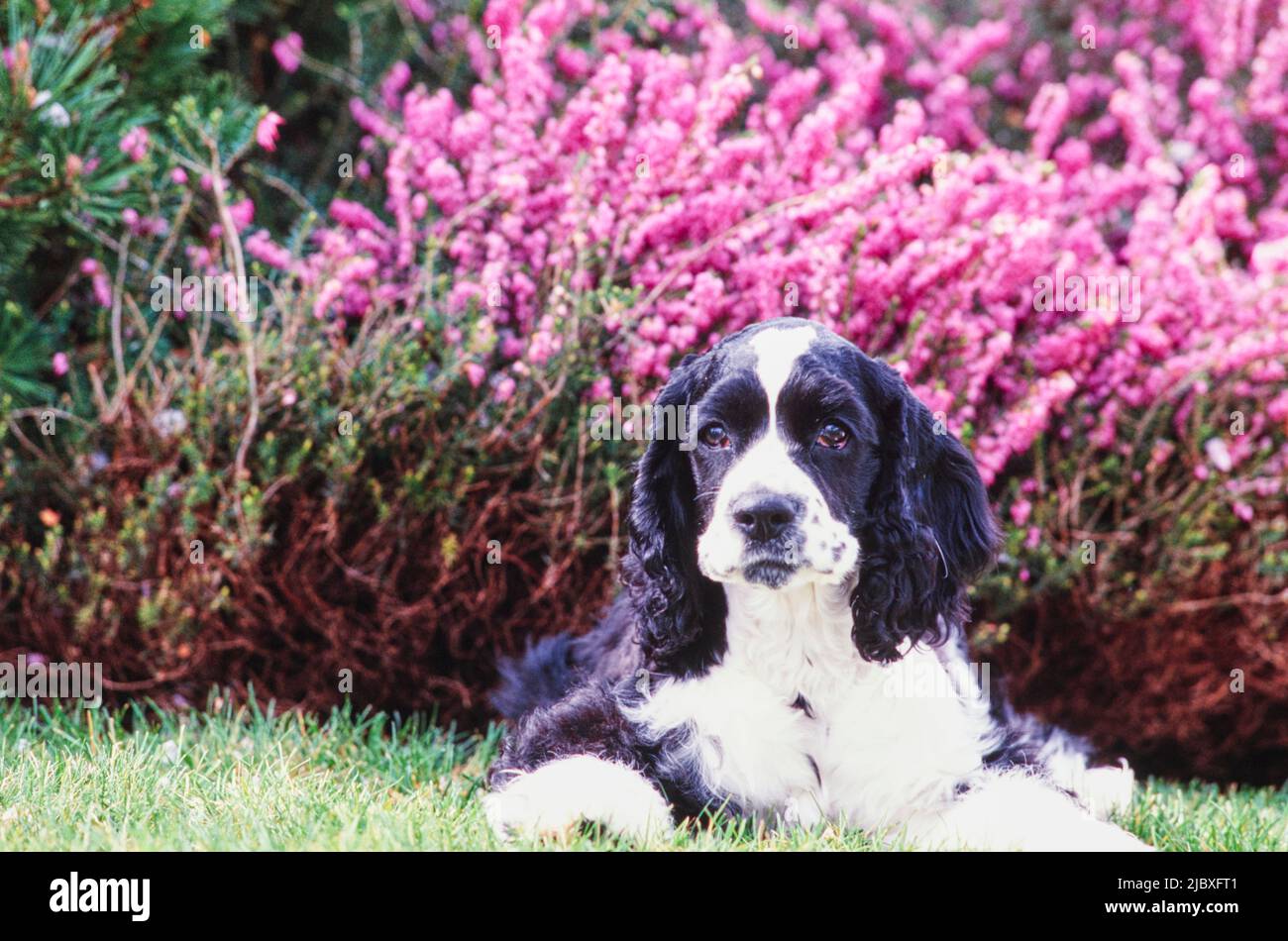 A black and white American Cocker Spaniel laying in a grass lawn with ...