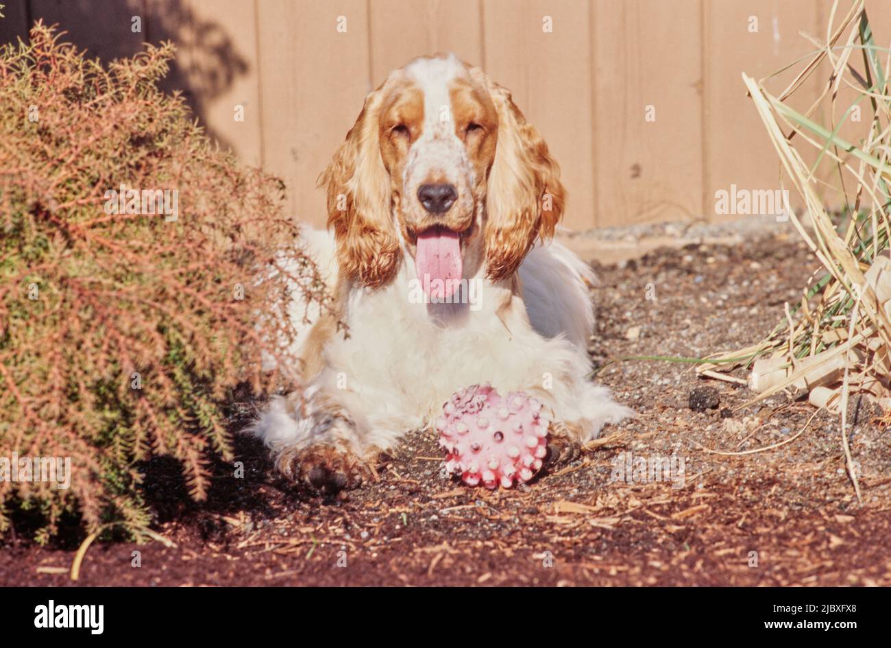 A red and white English cocker spaniel laying in a garden bed with a ...