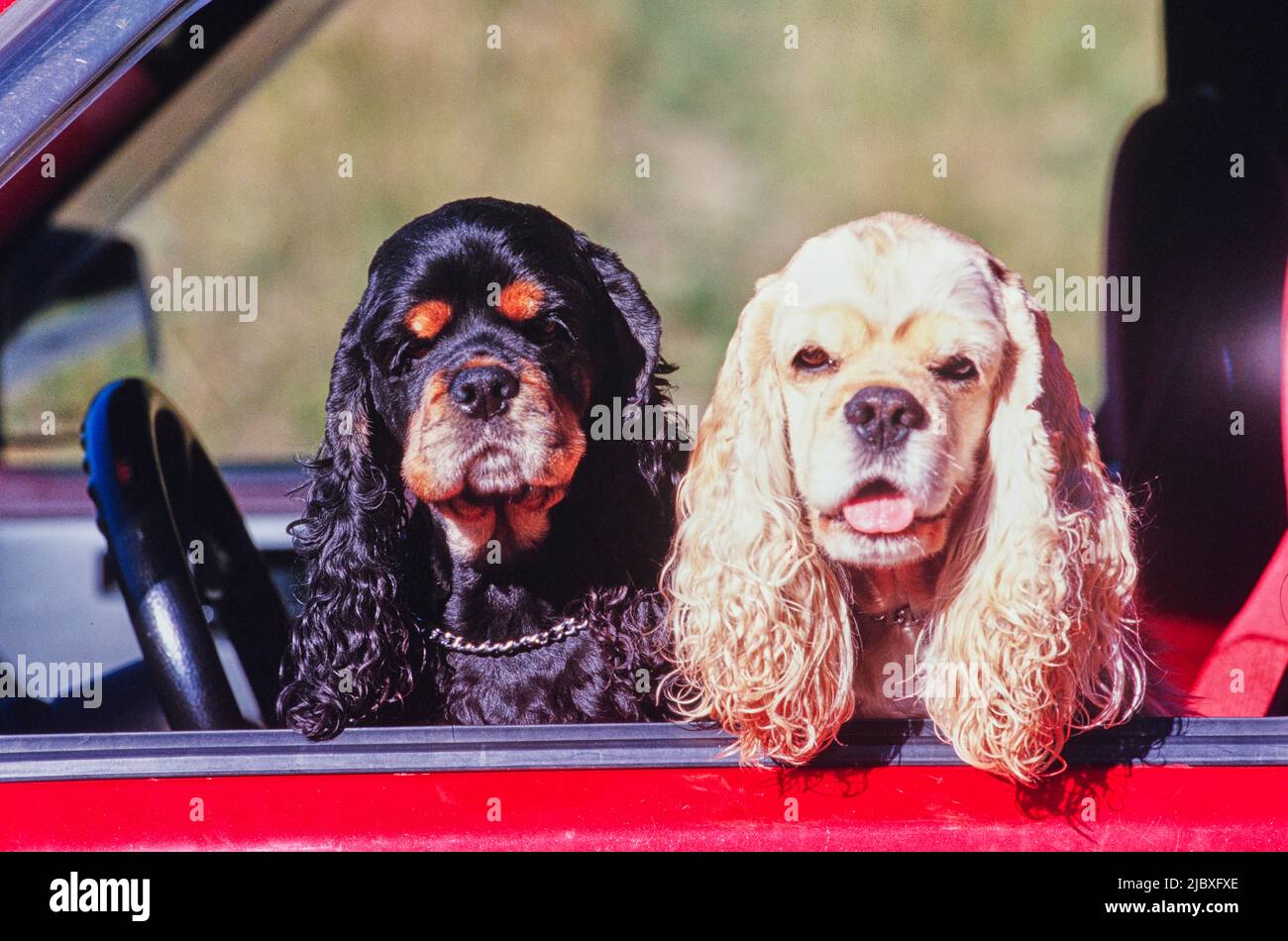 Two American Cocker Spaniels sitting in a red truck Stock Photo - Alamy