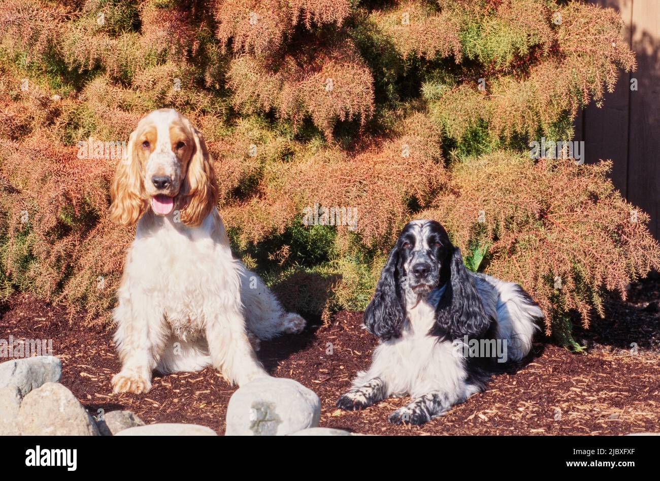 Two English cocker spaniels laying in a garden bed Stock Photo - Alamy