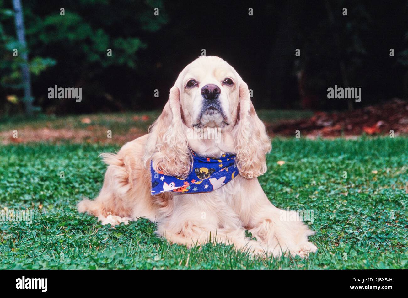 A golden colored American Cocker Spaniel wearing a bandana and laying ...