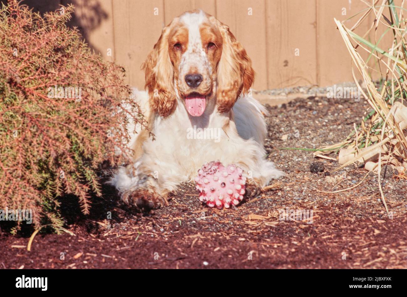 Bed feet dog hi-res stock photography and images - Alamy