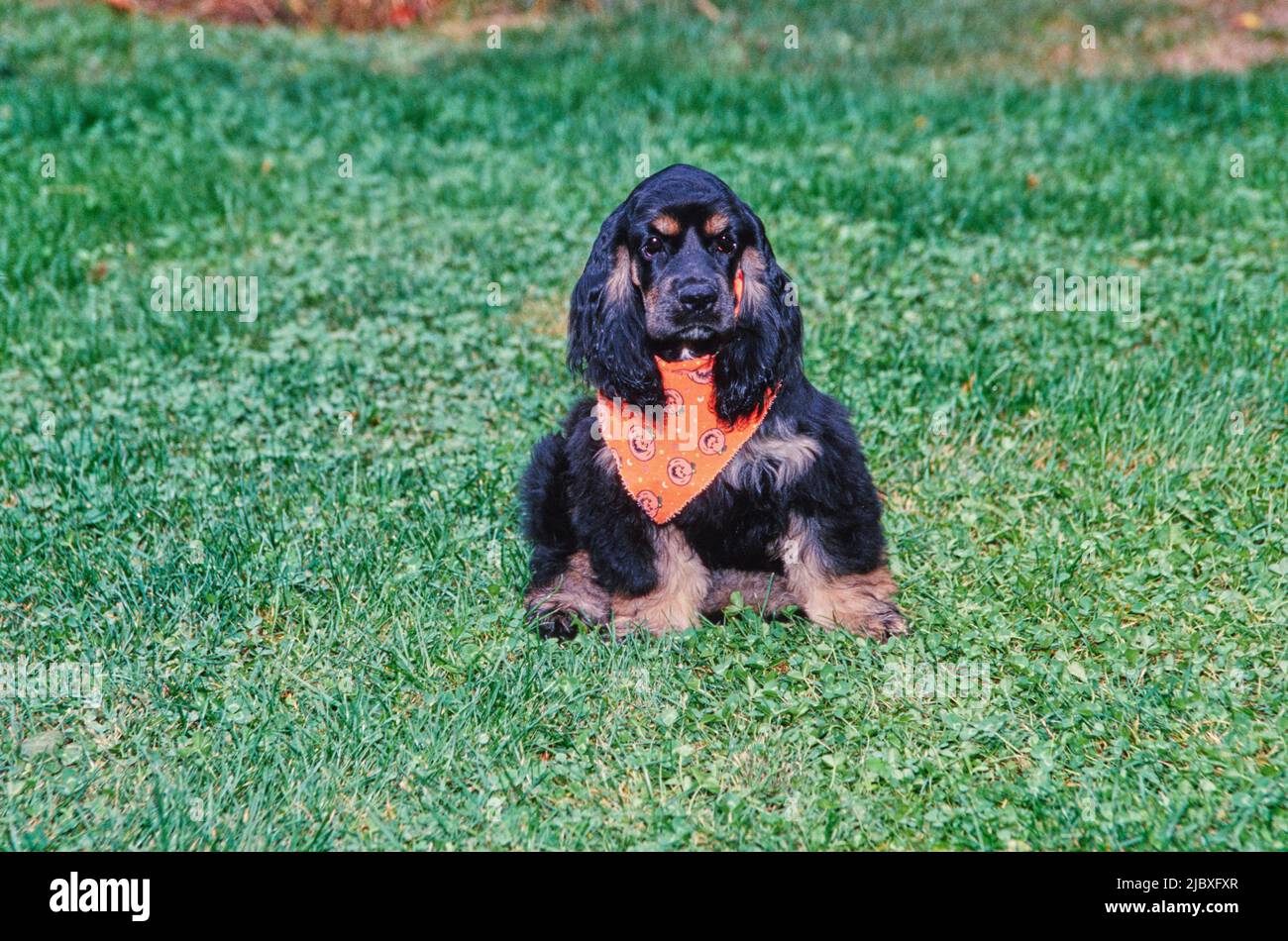 Dog wearing a bandana hi-res stock photography and images - Alamy