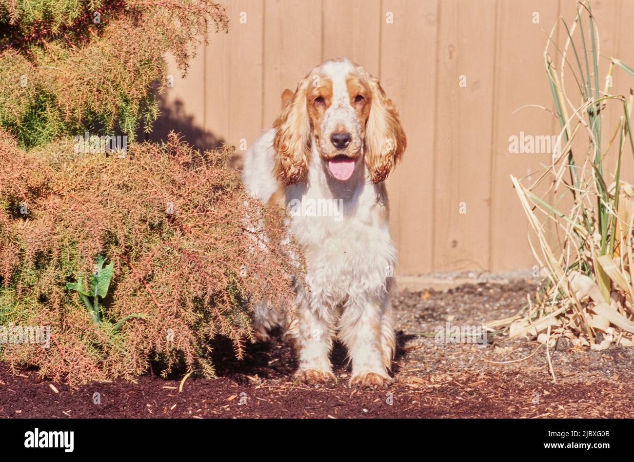 Red and white cocker spaniel hi-res stock photography and images - Alamy