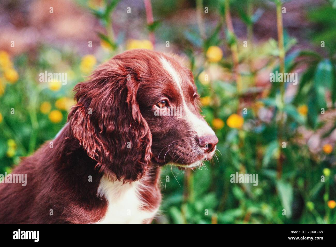 Liver cocker spaniel hi-res stock photography and images - Alamy