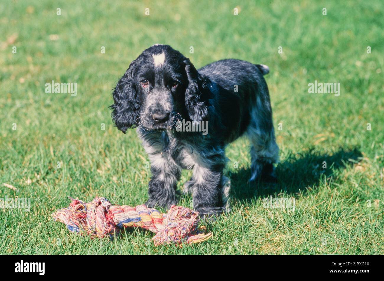 A blue roan English cocker spaniel puppy standing over a rope toy in a ...