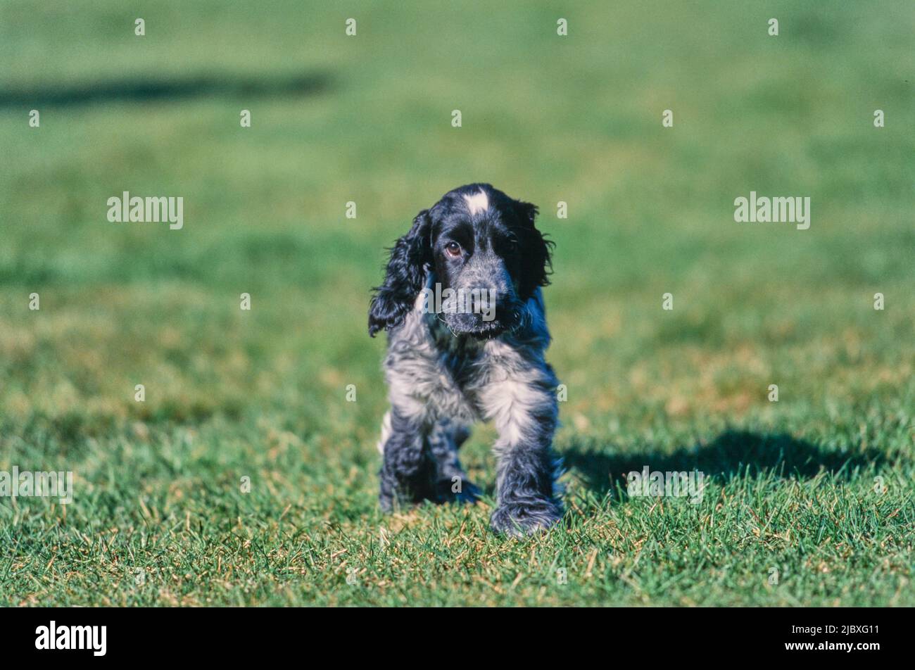 A blue roan English cocker spaniel puppy walking across a green lawn ...