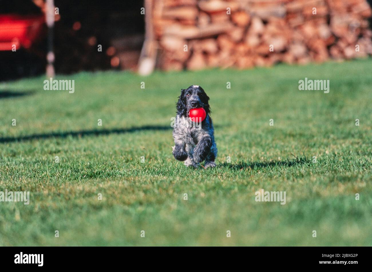 A blue roan English cocker spaniel puppy running across a green lawn ...