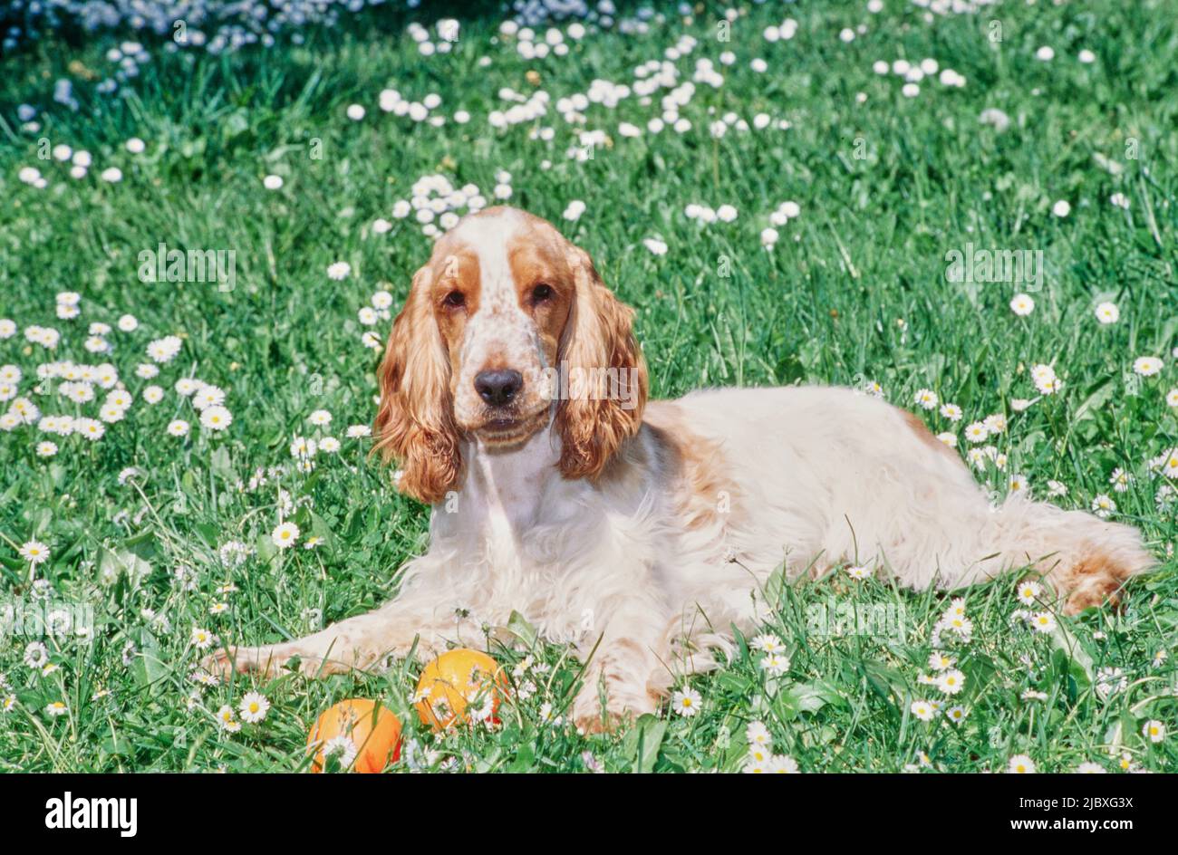 A red and white English cocker spaniel with an orange ball laying in ...