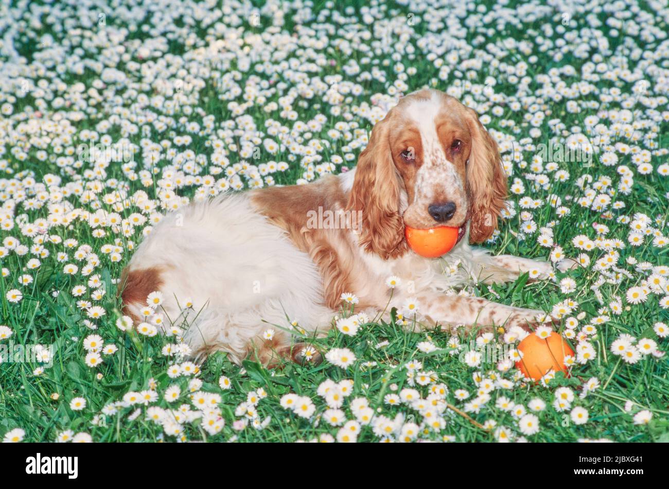 A red and white English cocker spaniel with an orange ball laying in ...