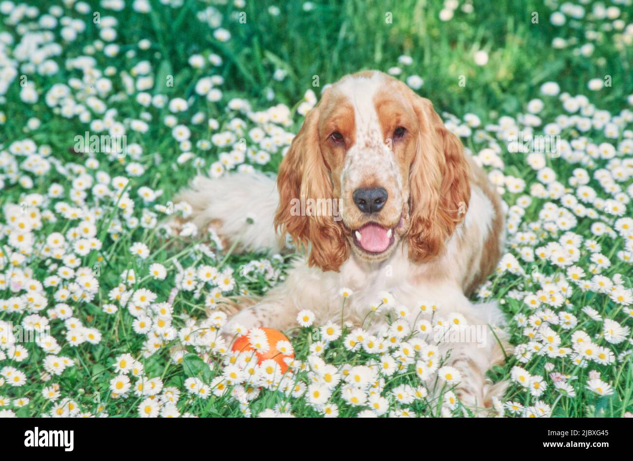 Orange and white english cocker spaniel hi-res stock photography and ...