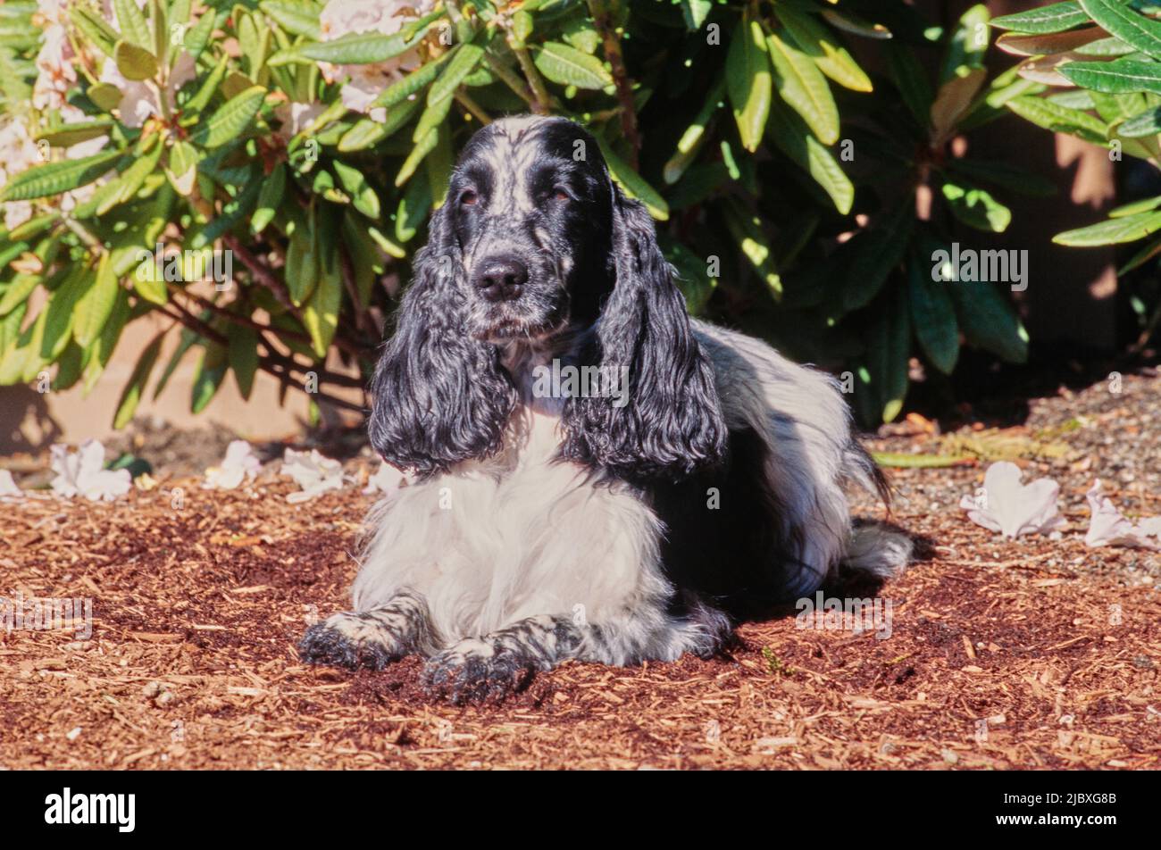 English cocker spaniel black and white hi-res stock photography and ...