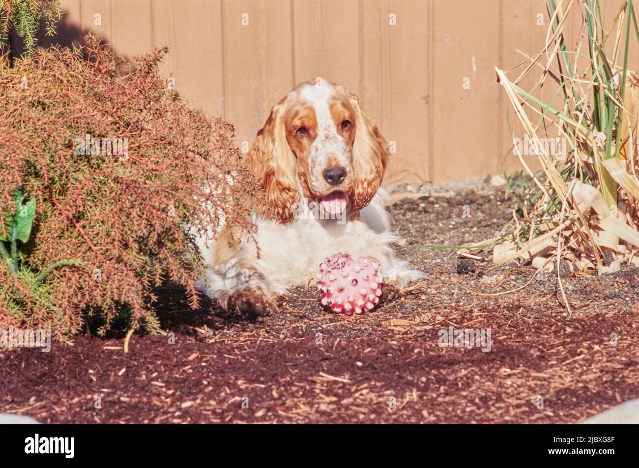 Bed feet dog hi-res stock photography and images - Alamy