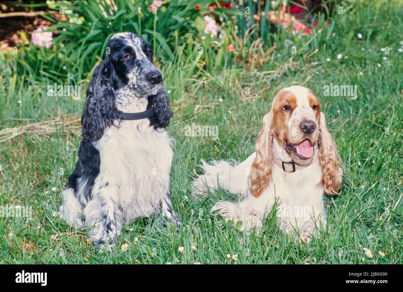 Two English cocker spaniels sitting in green grass Stock Photo - Alamy
