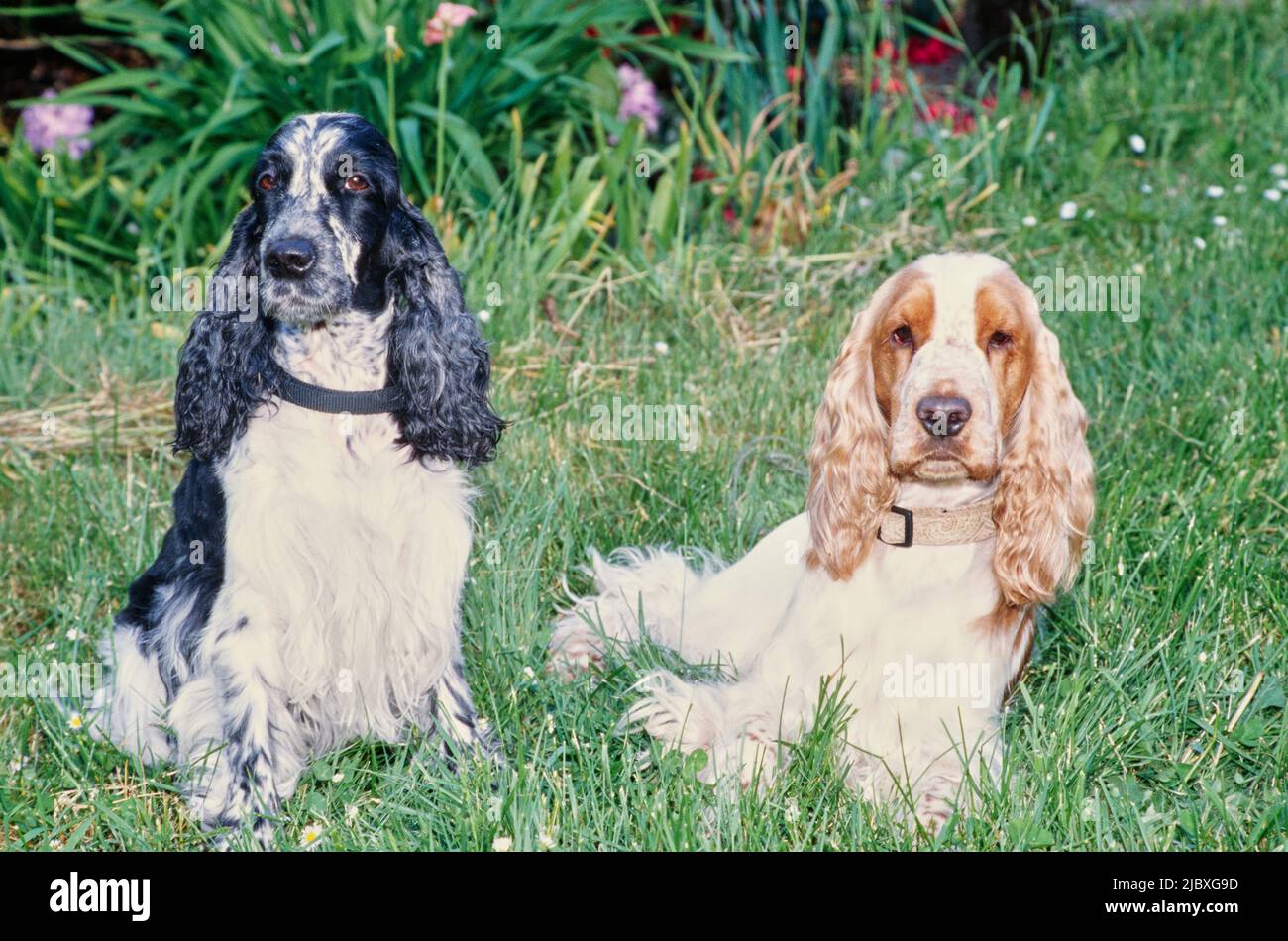Two English cocker spaniels sitting in green grass Stock Photo - Alamy