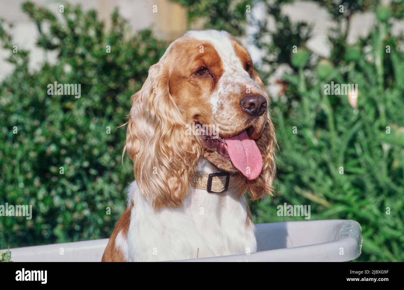 A red and white English cocker spaniel sitting in a white plastic ...