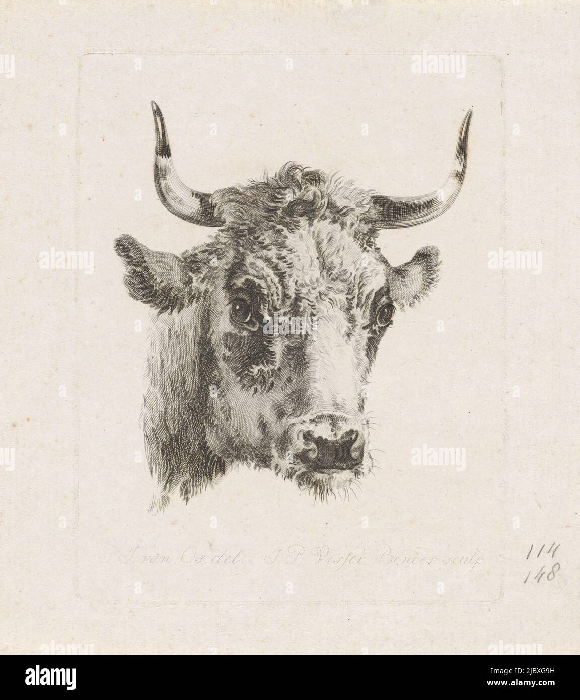Cow head, print maker: Joannes Pieter Visser Bender, (mentioned on ...