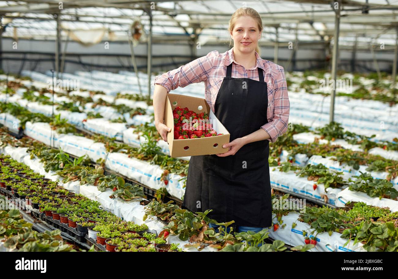 Organic farming strawberry technology hi-res stock photography and ...