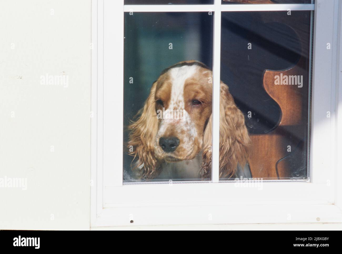 A red and white English cocker spaniel looking out through a window ...