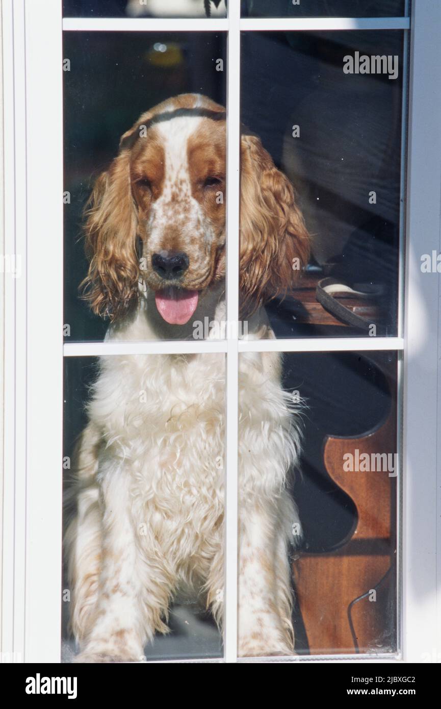A red and white English cocker spaniel looking out through a window ...