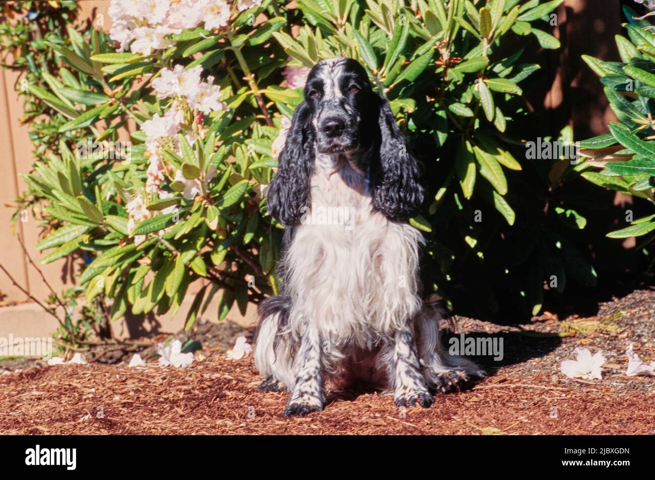 English cocker spaniel black and white hi-res stock photography and ...