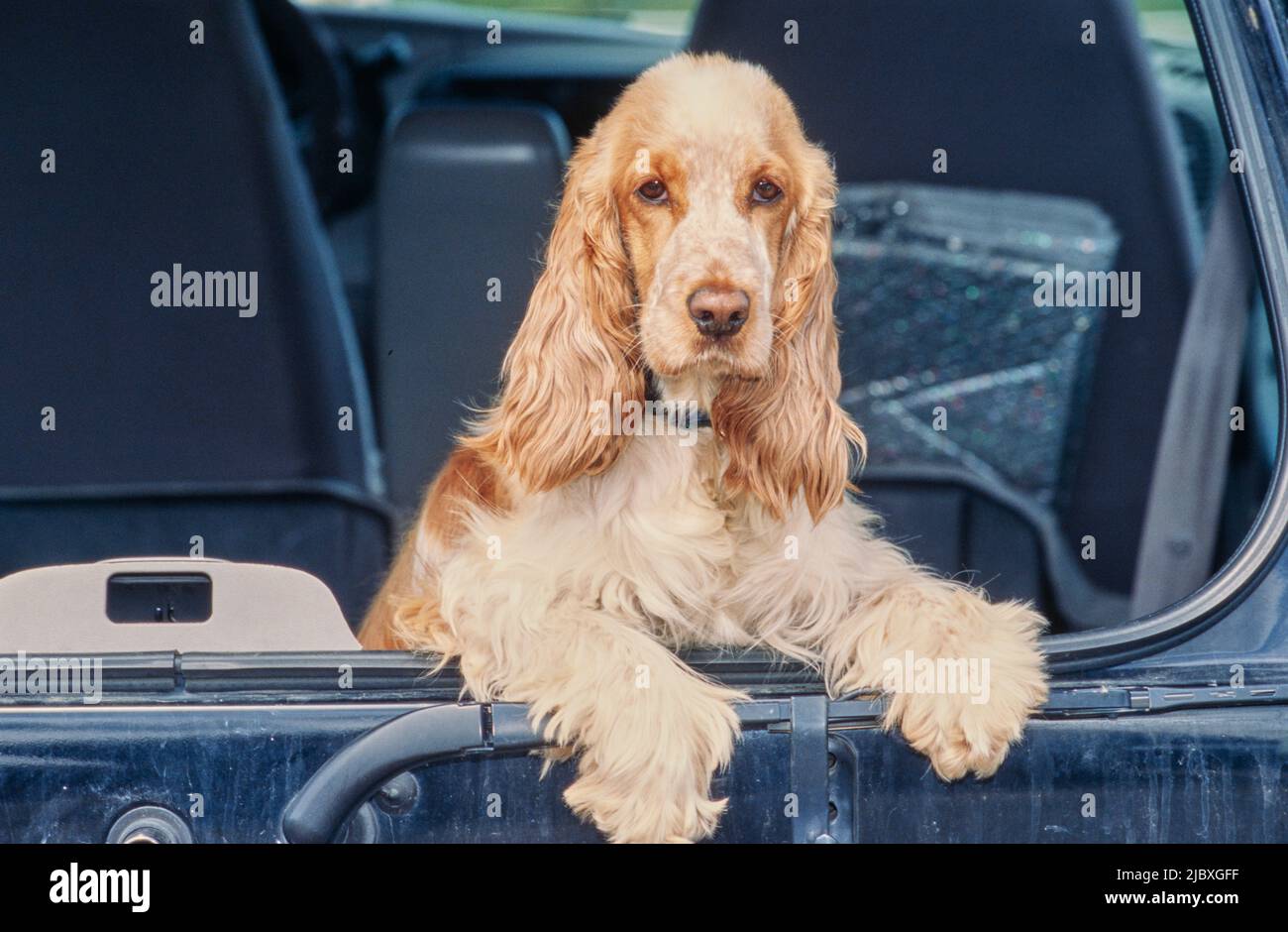 A red roan English cocker spaniel looking out the back of a car Stock ...