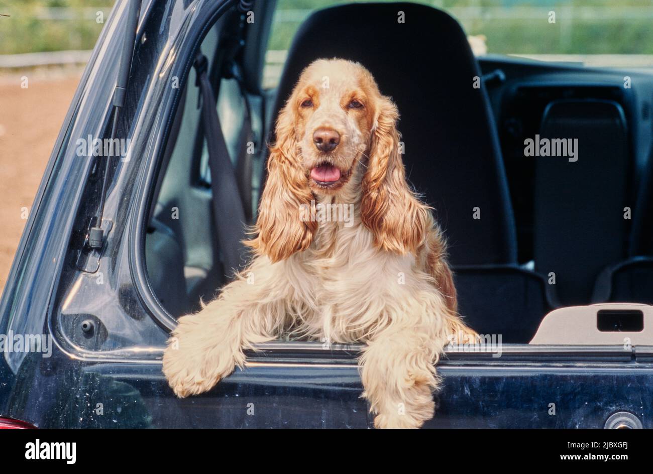 A red roan English cocker spaniel looking out the back of a car Stock ...