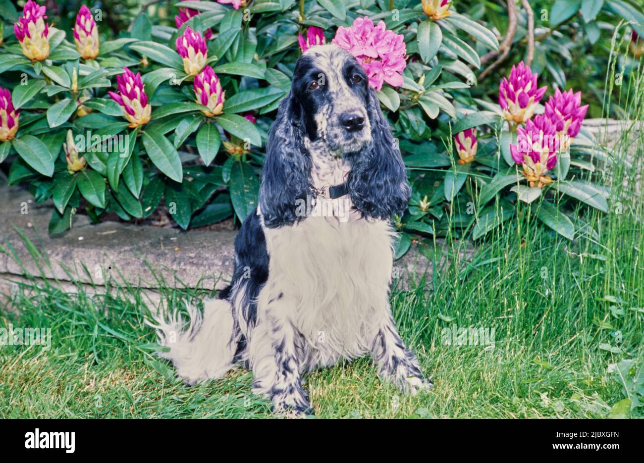 A black and white ticked English cocker spaniel sitting in grass in ...