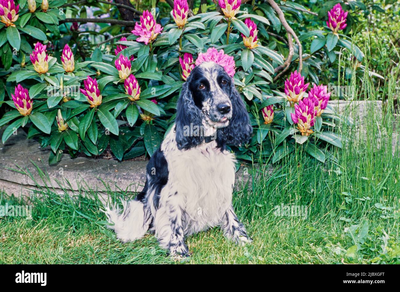 A black and white ticked English cocker spaniel sitting in grass in ...
