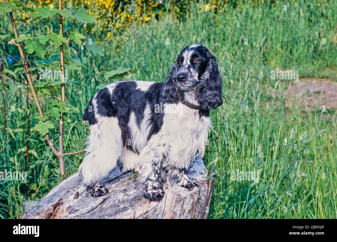 A black and white ticked English cocker spaniel standing on a stump ...