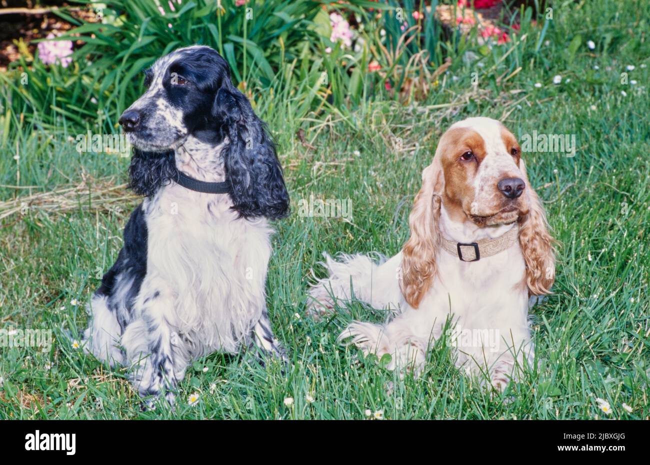 Two English cocker spaniels sitting in green grass Stock Photo - Alamy