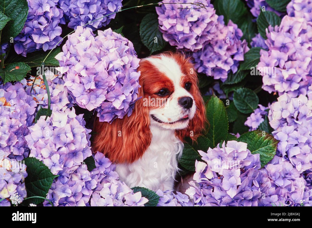 A Cavalier King Charles Spaniel sitting in a garden with purple flowers ...