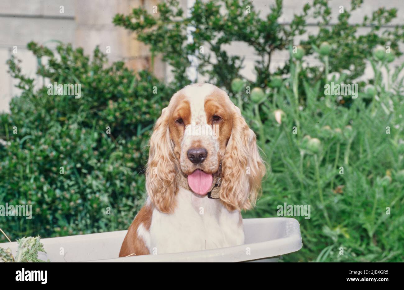 A red and white English cocker spaniel sitting in a white plastic ...