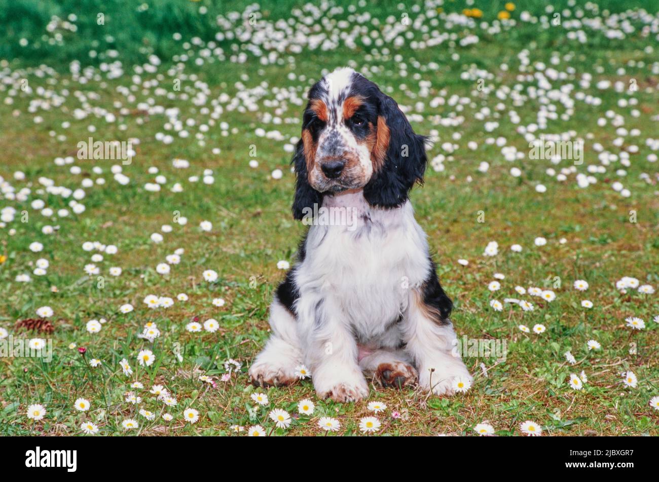 A black white and tan English cocker spaniel puppy sitting in grass ...