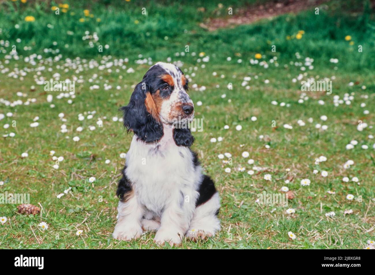 Cocker Spaniel Puppies Tan And White