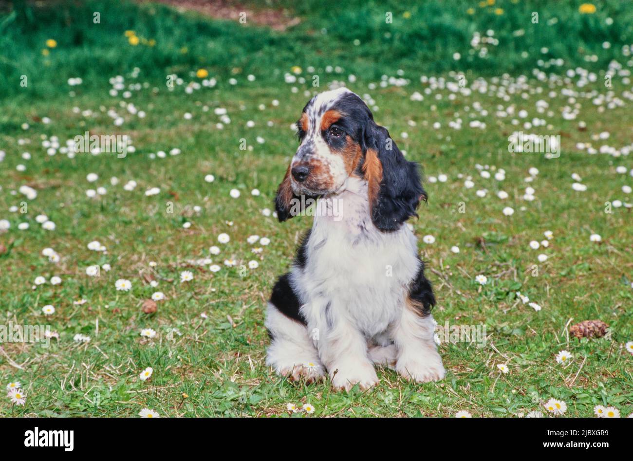 A black white and tan English cocker spaniel puppy sitting in grass ...