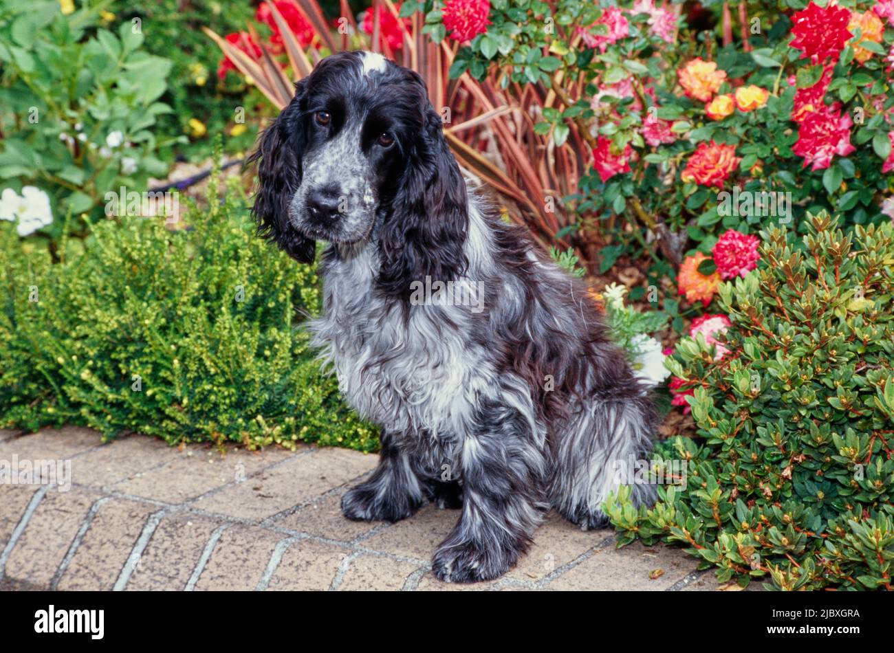 A blue roan English cocker spaniel sitting on a brick planter with red ...