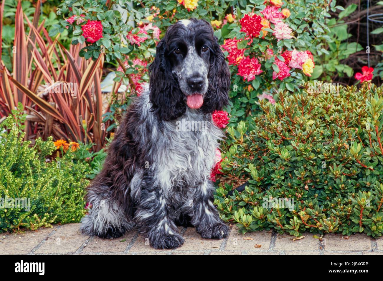 A blue roan English cocker spaniel sitting on a brick planter with red ...
