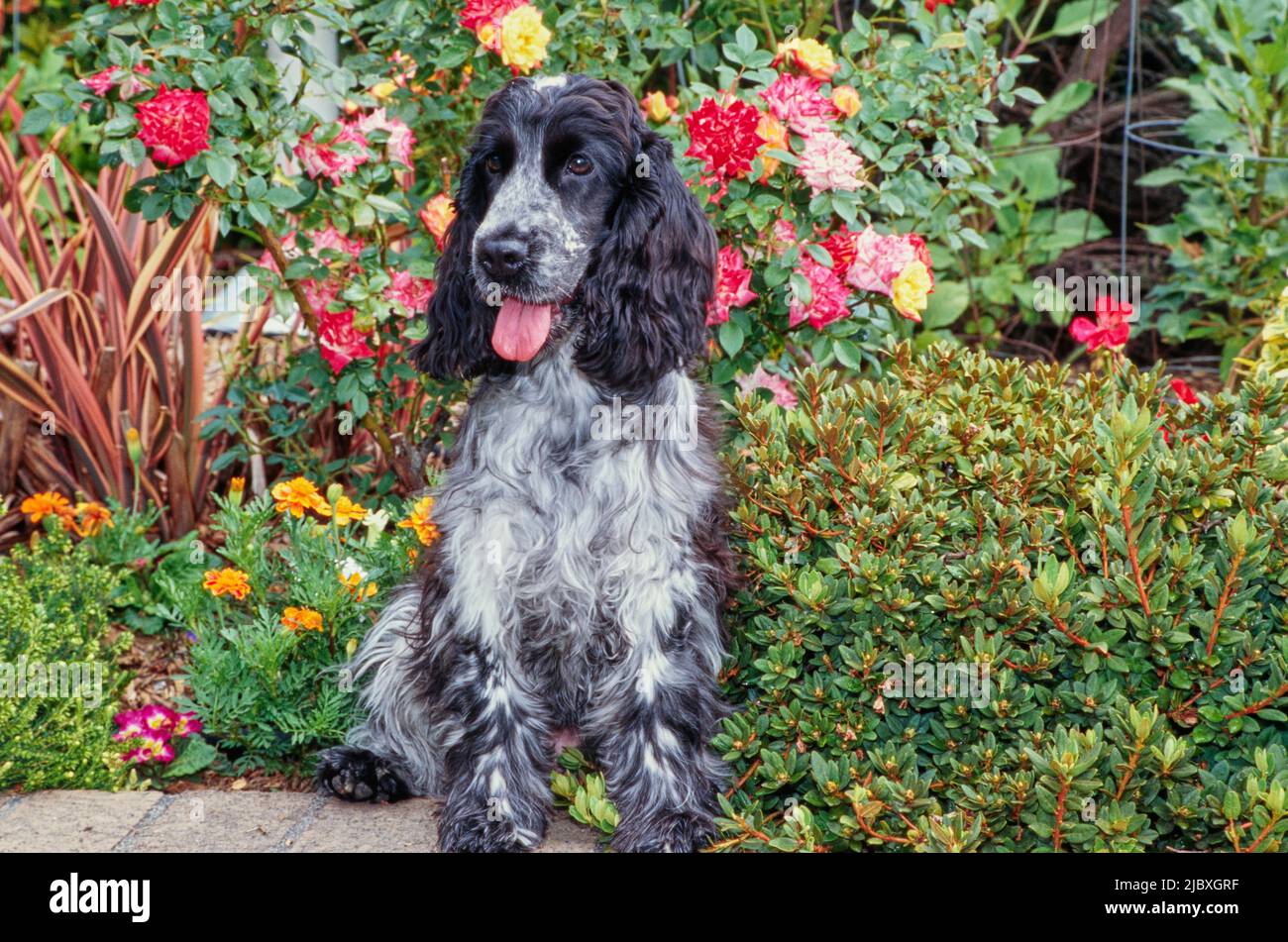 A blue roan English cocker spaniel sitting on a brick planter with red ...